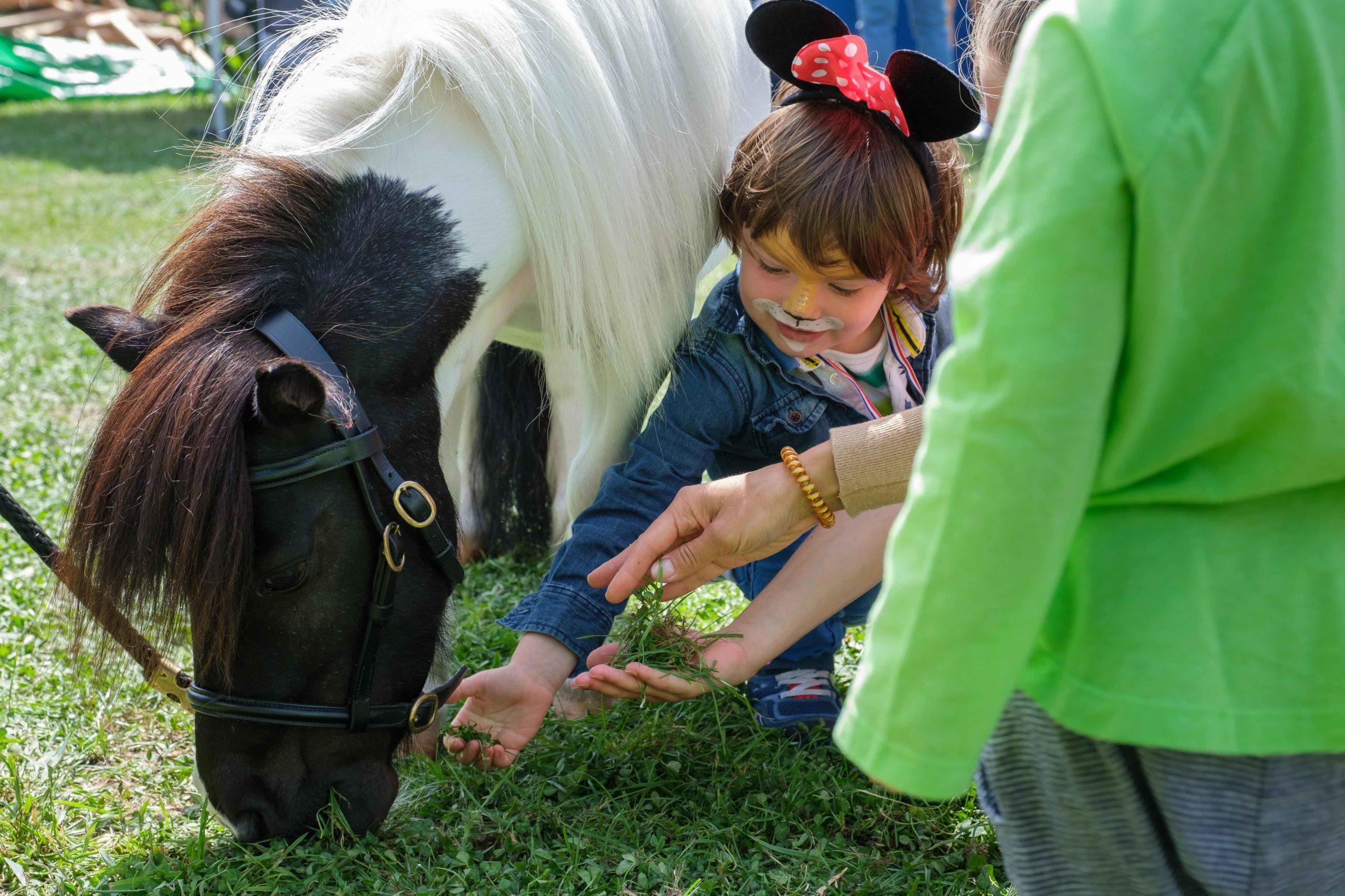 Shetland ponies spread smiles in Guernsey - Channel Eye
