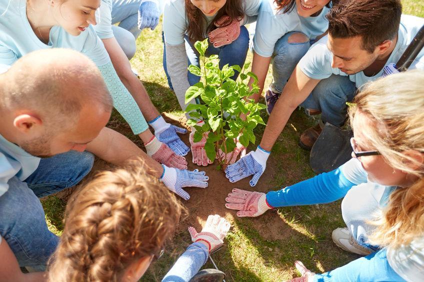 Help The Channel Islands Co-operative Society plant 100 trees and ...