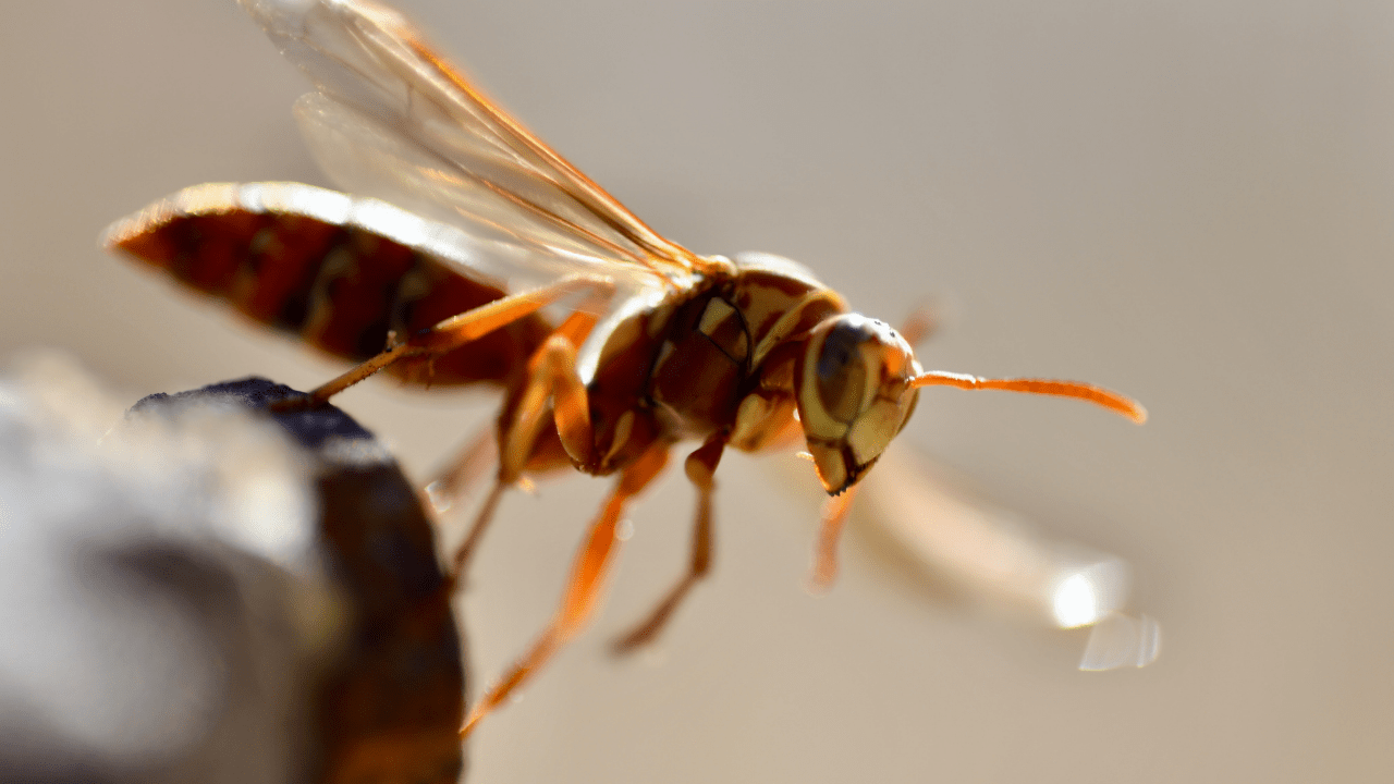 Guernsey launches 'Spring Queening' Asian Hornet strategy - Channel Eye