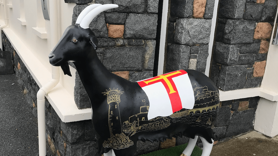 The story behind Miriam the goat, WWII, Deloitte and Autism Guernsey ...