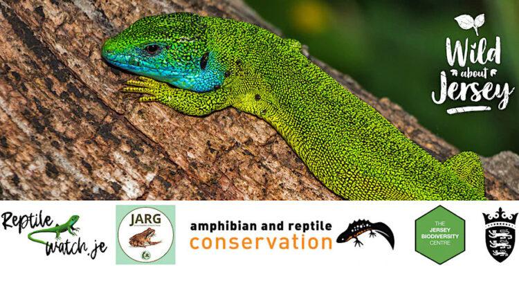 Become a trained Wild Volunteer with Reptilewatch training - Channel Eye