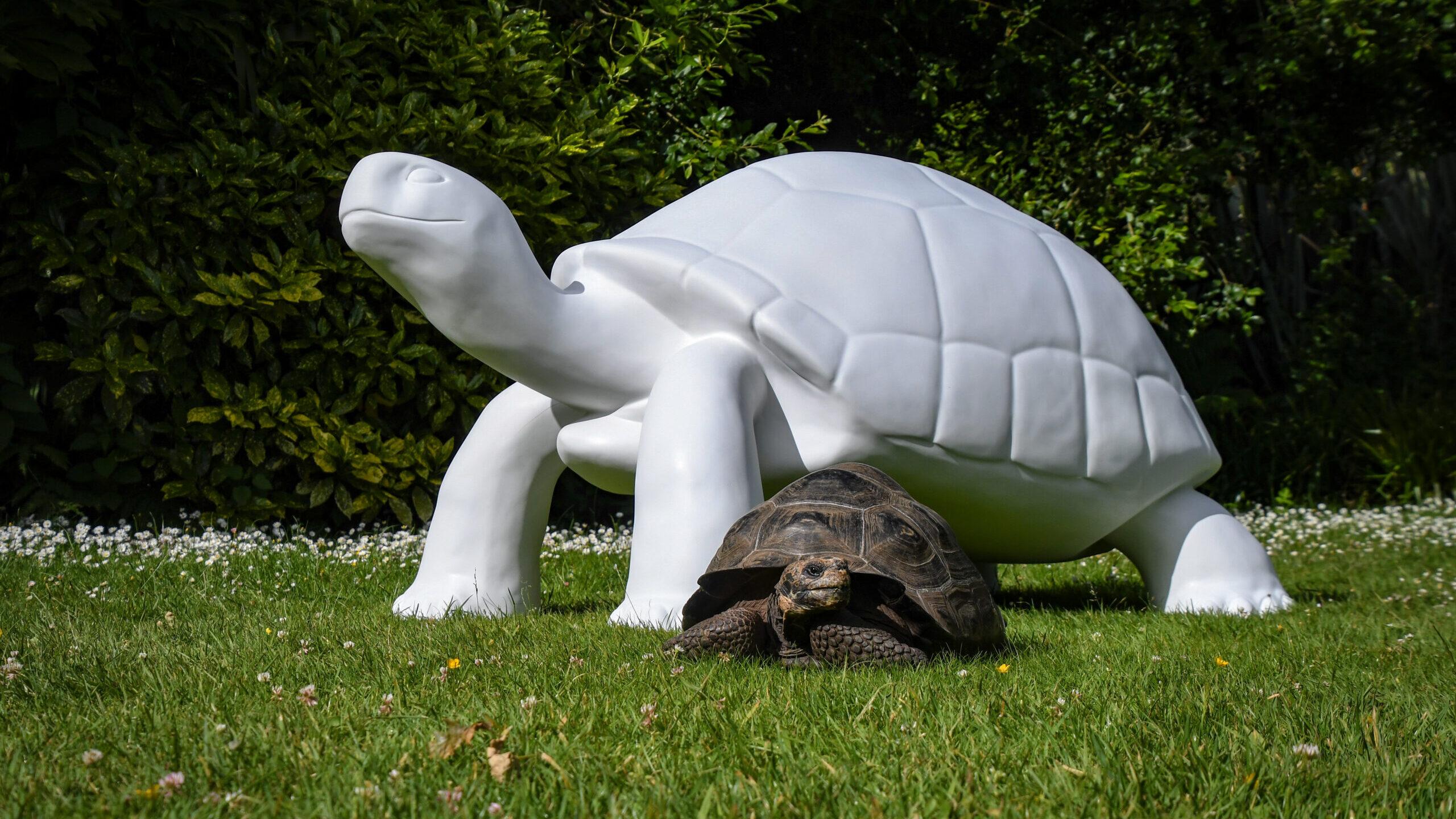 Butterfield supports Durrell's Tortoise Takeover - Channel Eye