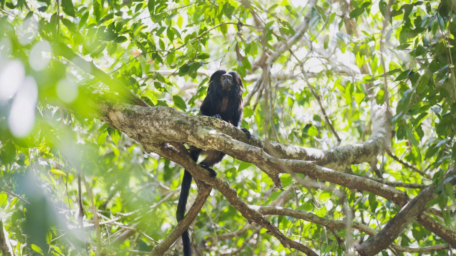 Jersey's Atlantic Hotel helps to restore Brazil's Atlantic Forest ...