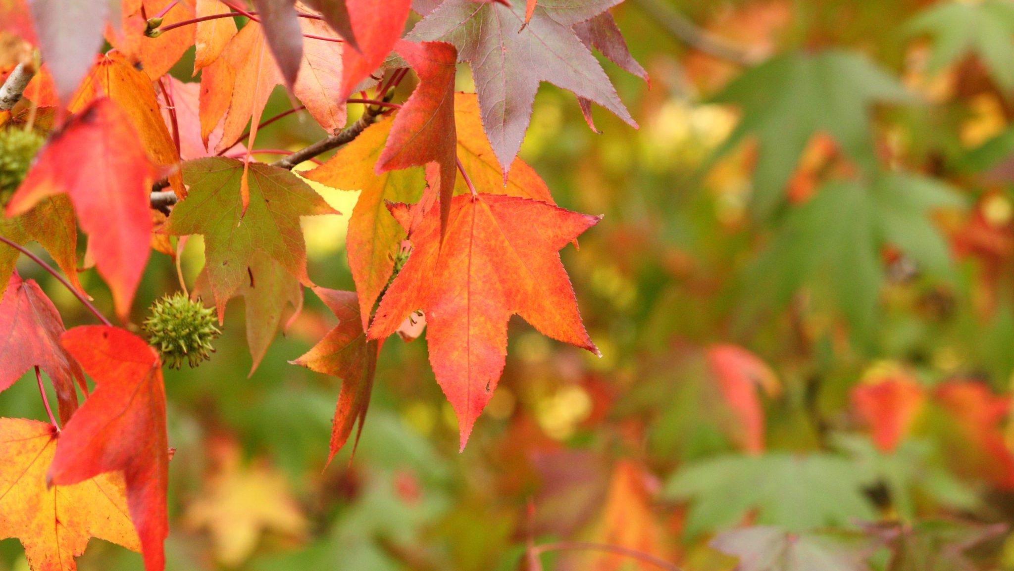 Lieutenant Governor launches Jersey Tree Fund - Channel Eye
