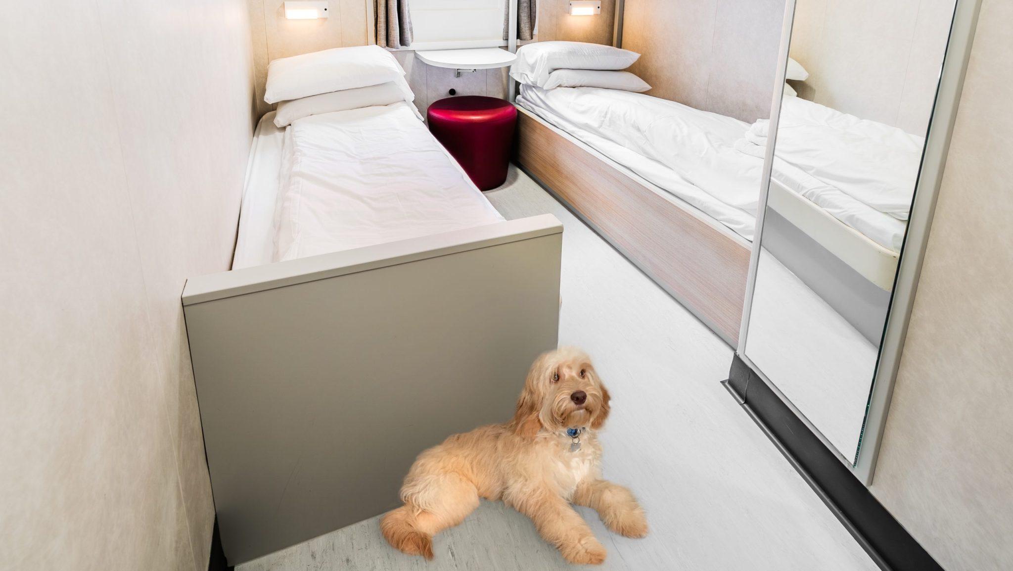 Pet cabins to be available on Commodore Clipper this summer - Channel Eye