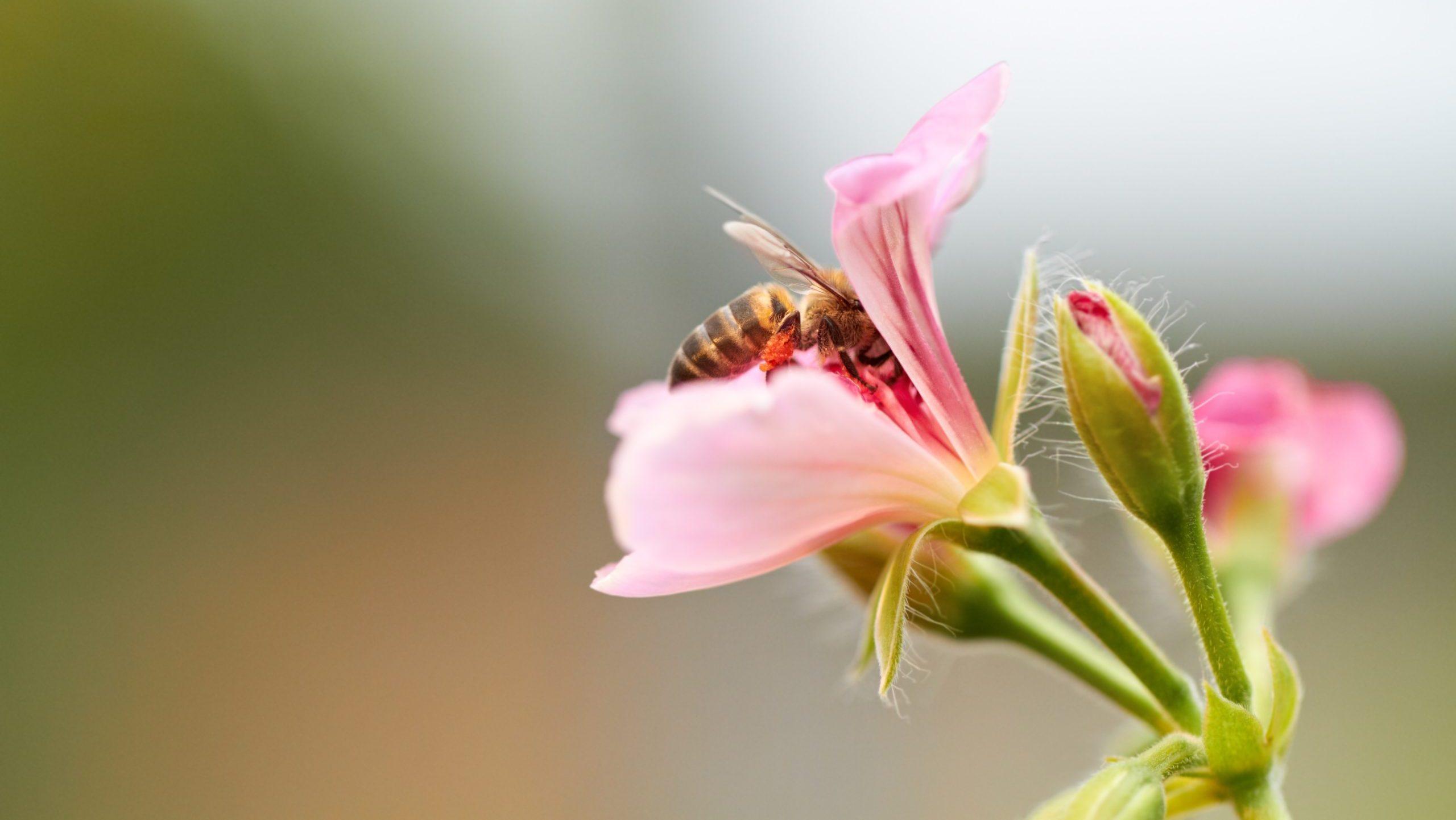 Environmental projects awarded funding from Strategy for Nature Fund ...