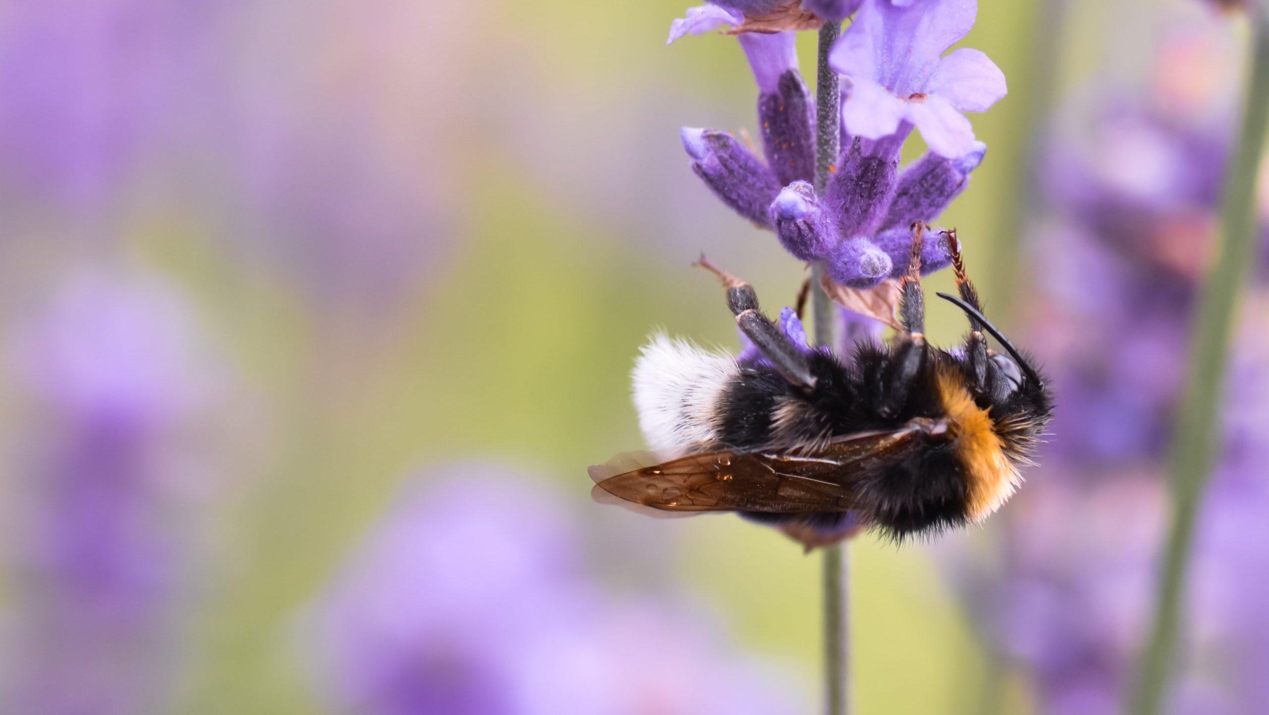 Bumblebee art competition returns to Bailiwick‘s schools - Channel Eye
