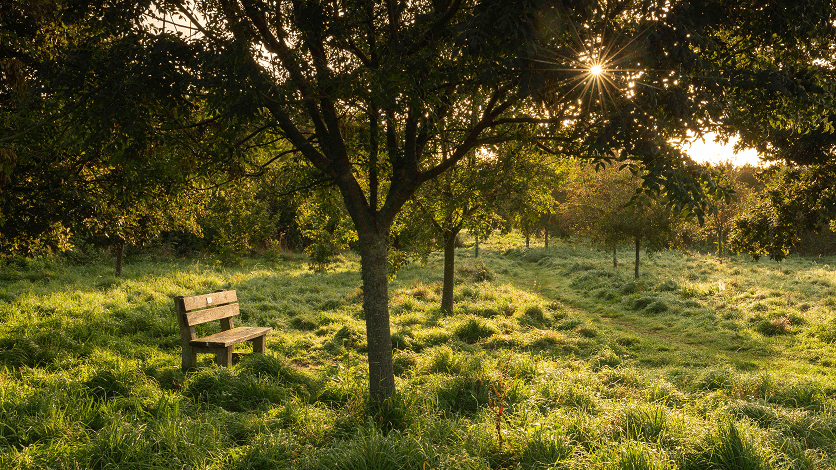 Jersey Trees for Life and Accuro confirm Adelina Wood partnership ...