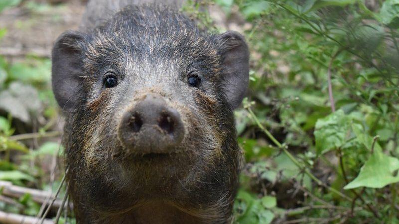 Durrell team in India release nine more endangered pygmy hogs into the ...