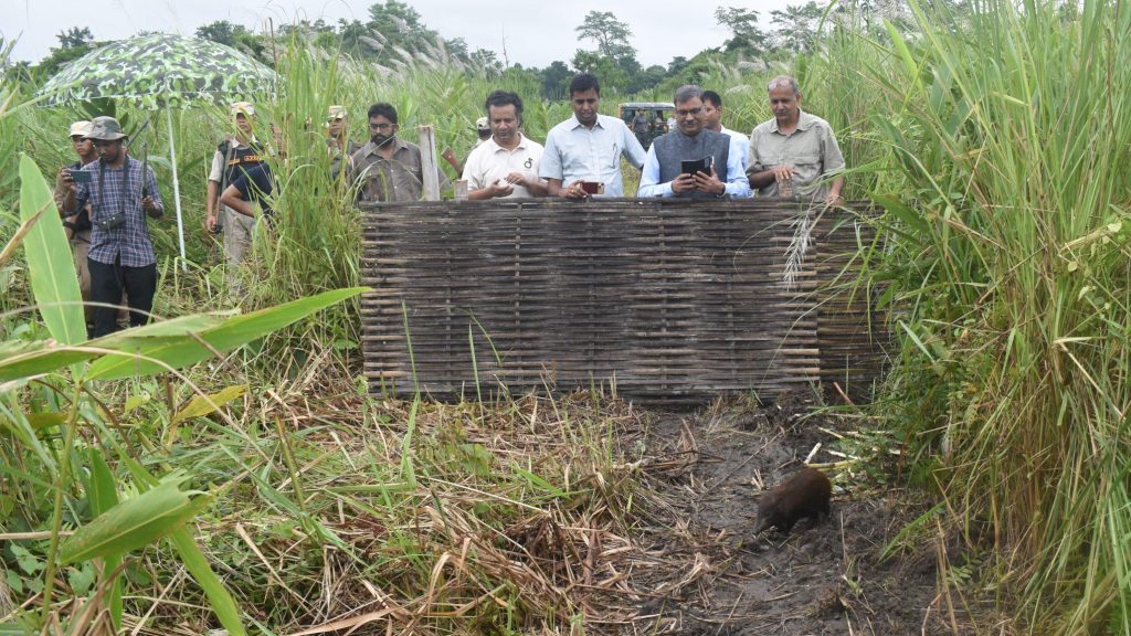 Durrell team in India release nine more endangered pygmy hogs into the ...