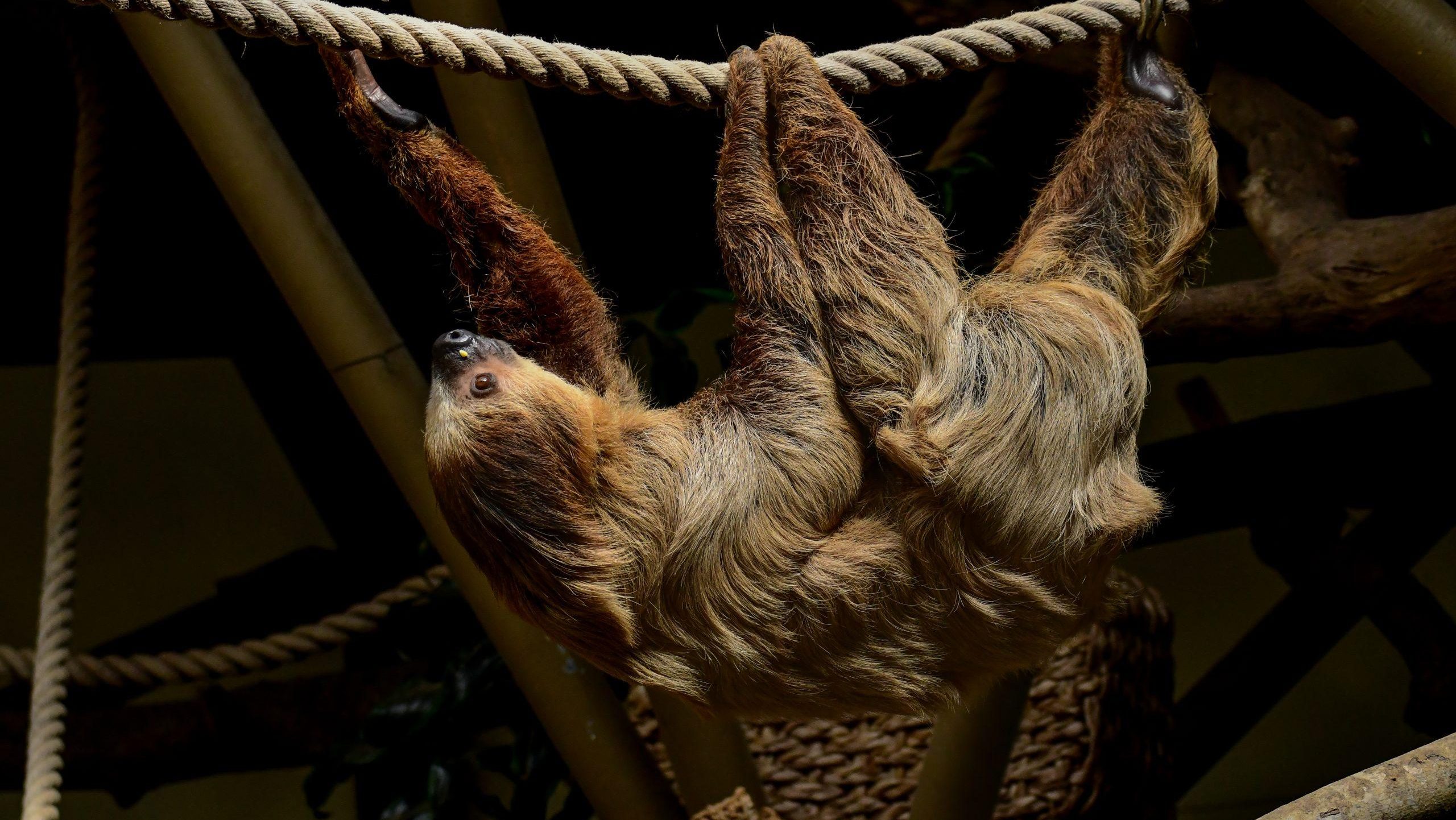 Jersey Zoo welcomes the birth of a baby sloth - Channel Eye