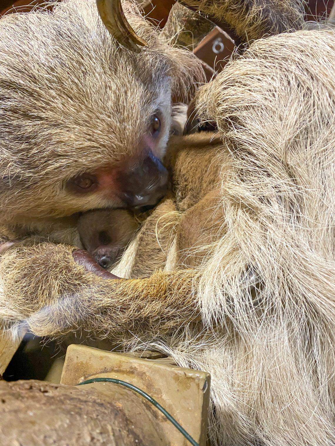 Jersey Zoo welcomes the birth of a baby sloth - Channel Eye