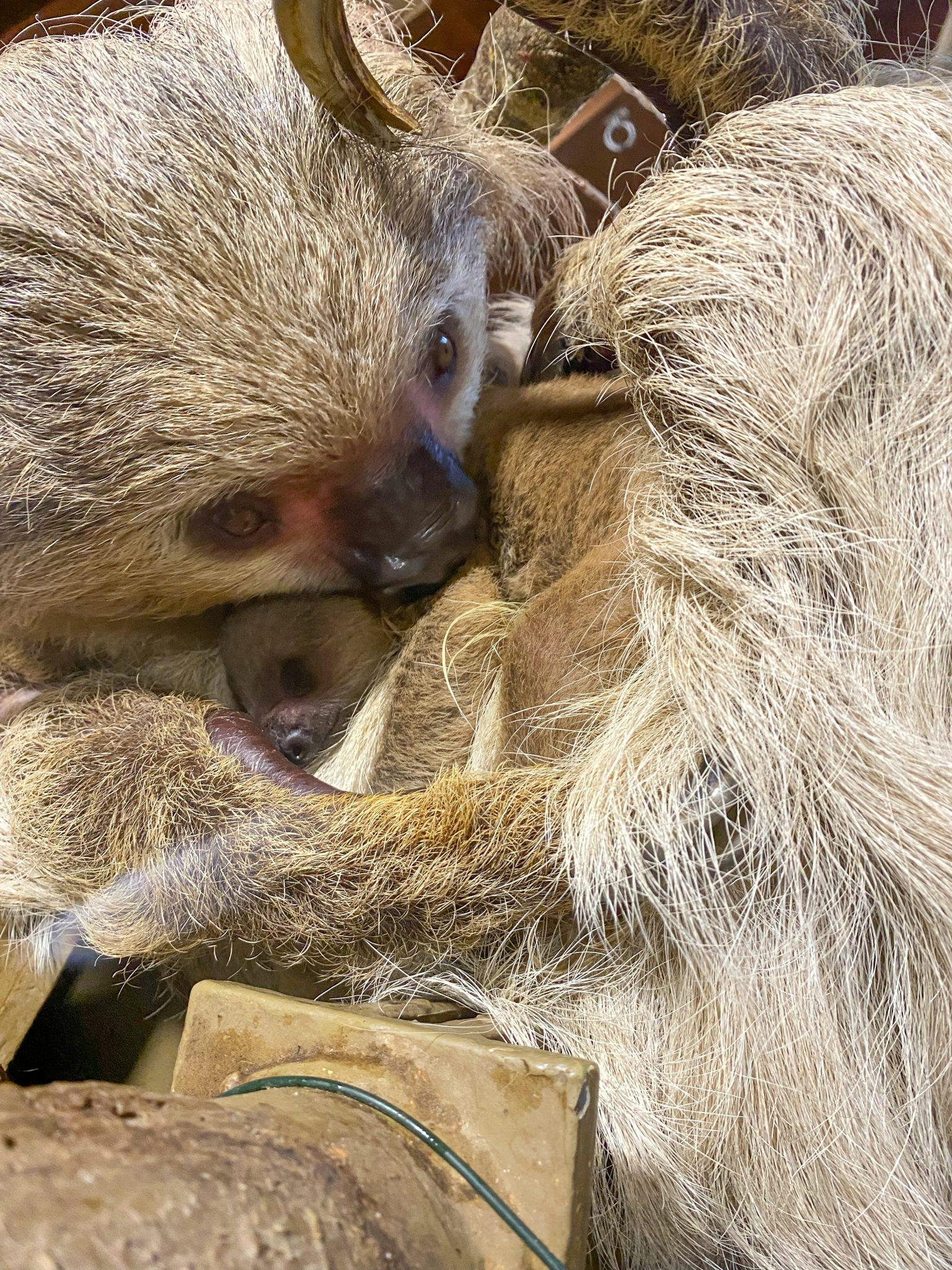 Jersey Zoo welcomes the birth of a baby sloth - Channel Eye