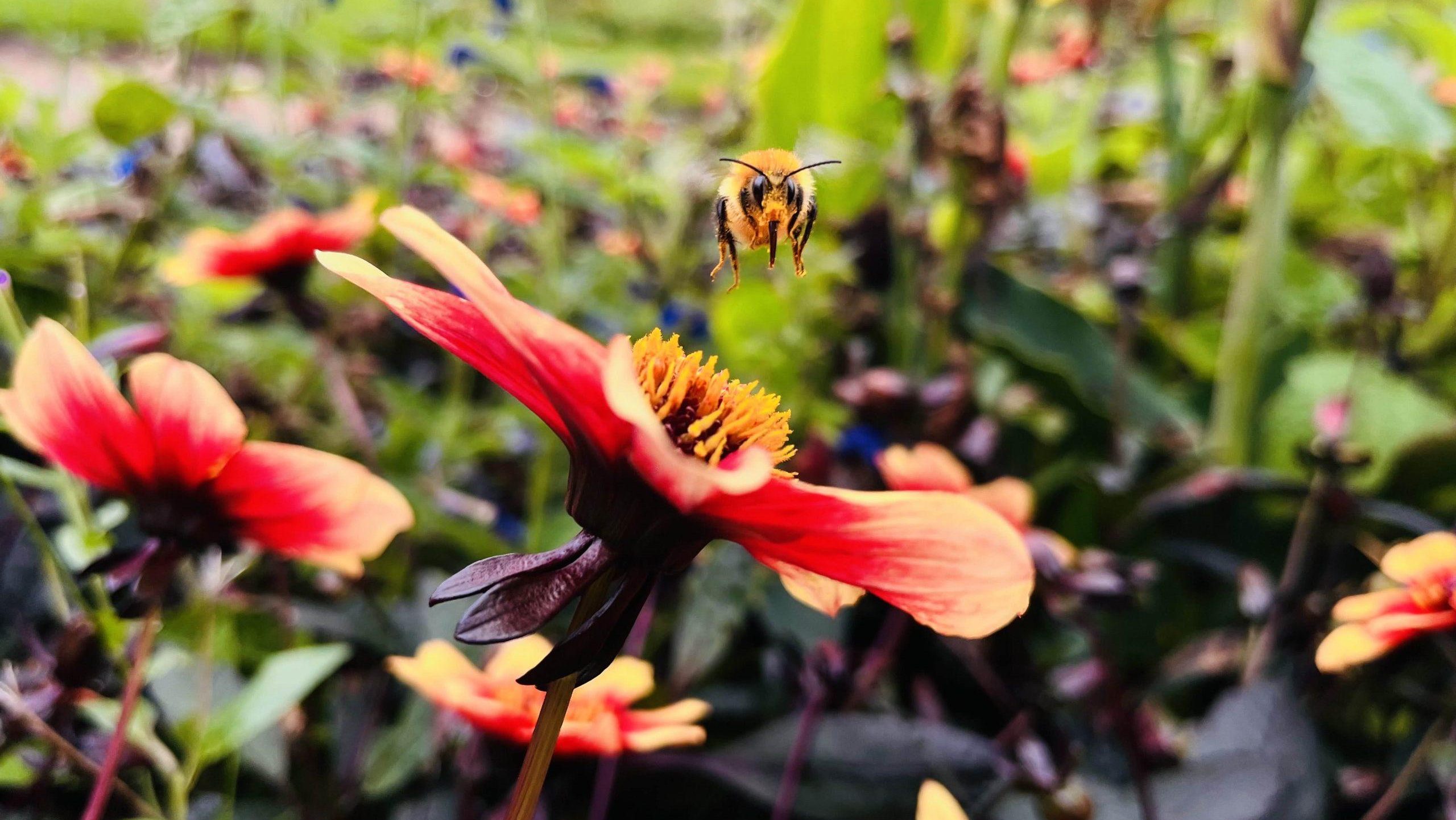 Pollinator Project launches search for young wildlife photographers - Channel Eye