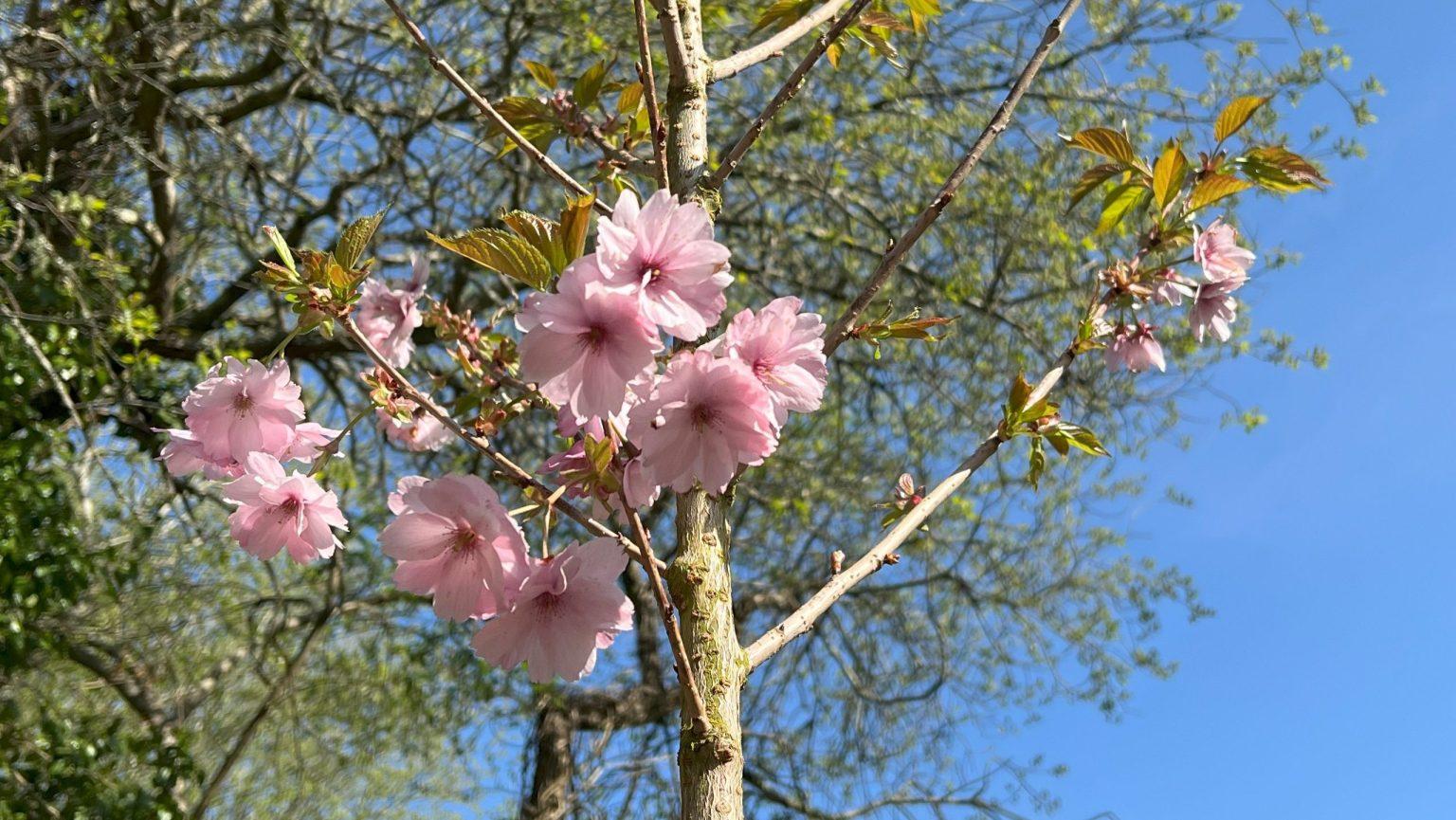 Jersey Trees for Life celebrates cherry blossom season at Val de la ...