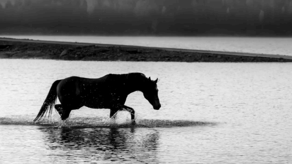 EQUUS: Art of the Horse - Channel Eye