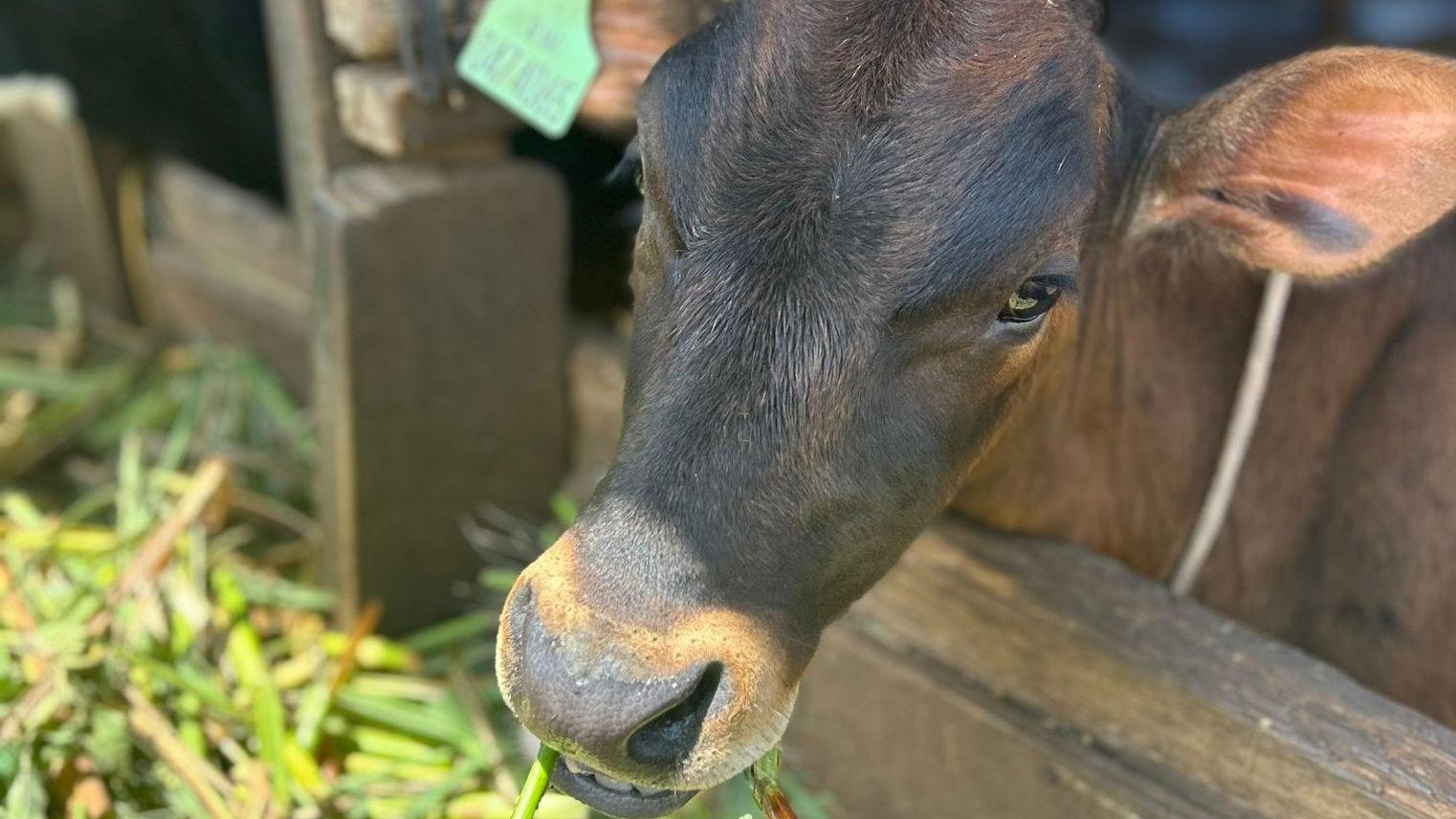 Jersey Cow, Global Impact: How dairy is transforming lives from Nepal ...