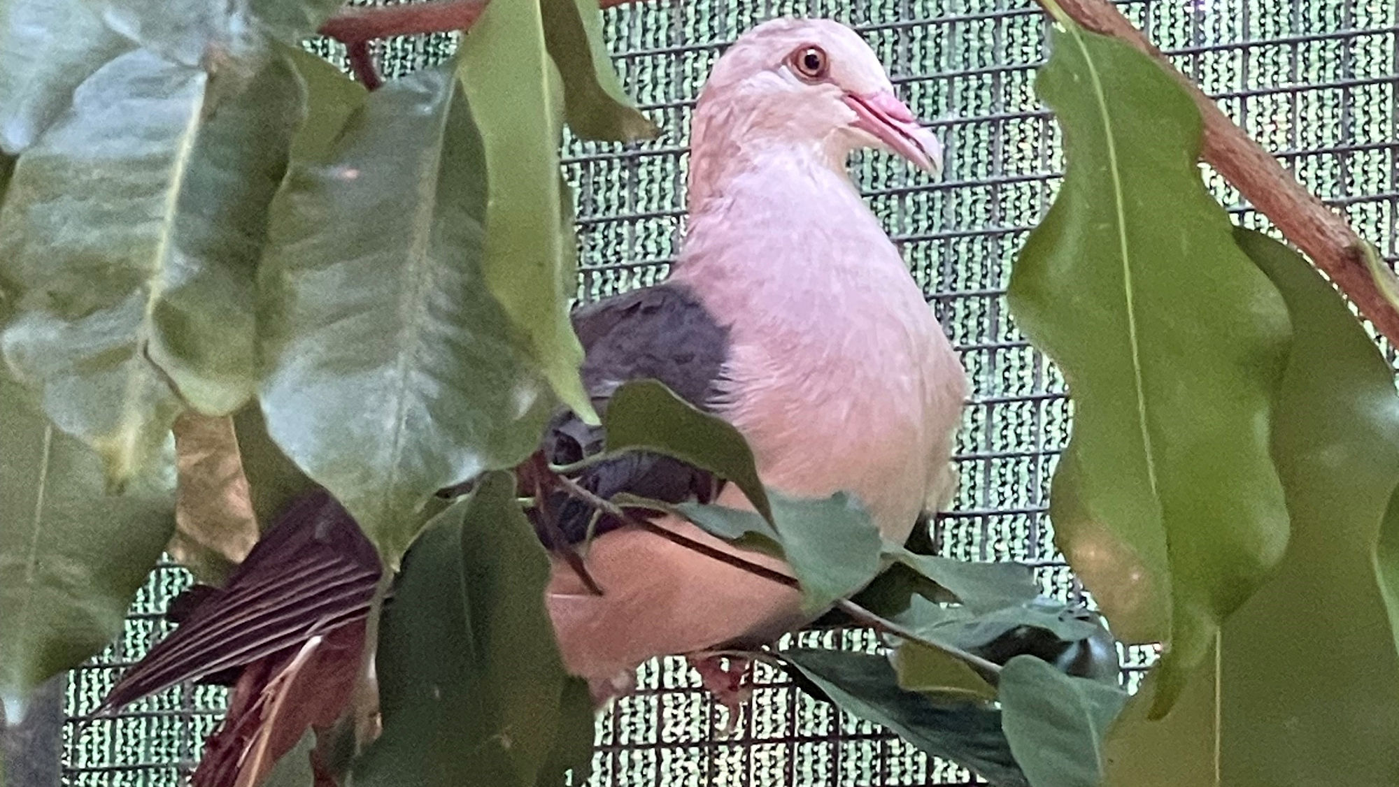 Pink pigeons from Jersey Zoo help boost wild gene pool - Channel Eye